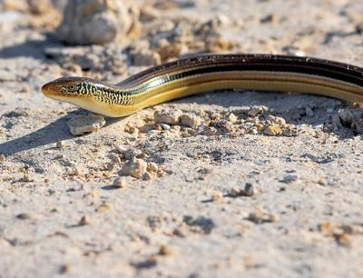 No legs; not a snake | Waterline | yoursun.com