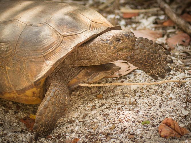 The ancient gentle gopher tortoise | News Archives | yoursun.com
