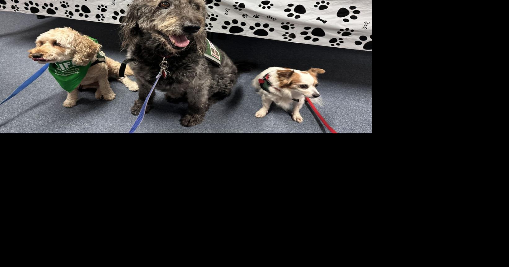 Hospital celebrates therapy dogs for their ‘pawsitivity’ | News ...