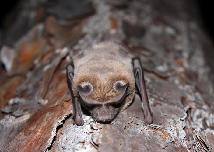 Bonneted bats — scarily endangered | Port Charlotte News | yoursun.com
