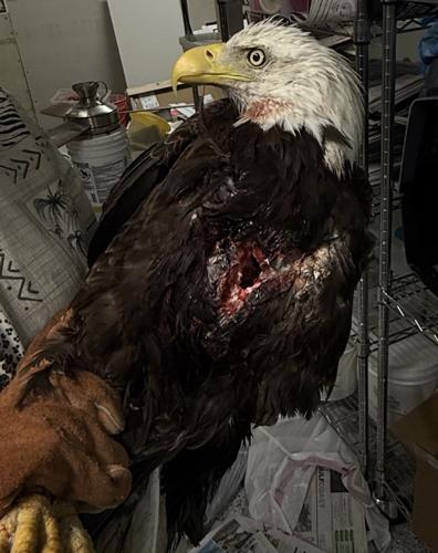 Bald eagle released by Wildlife Center of Southwest Florida after 7 ...