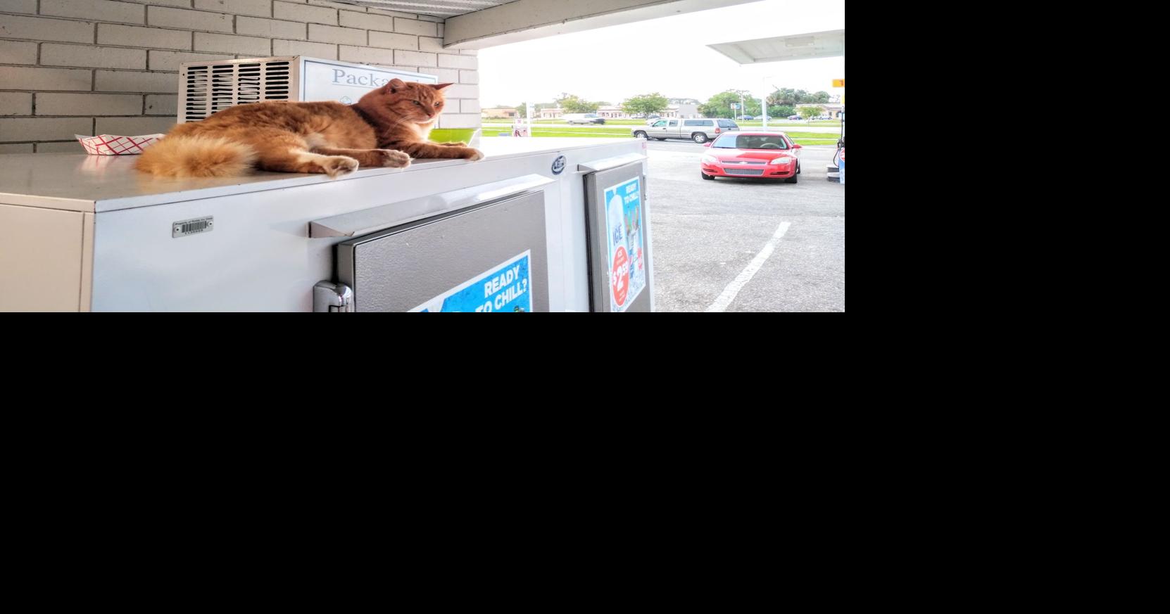 'Garbage' is treasured at gas station | The Daily Sun | yoursun.com