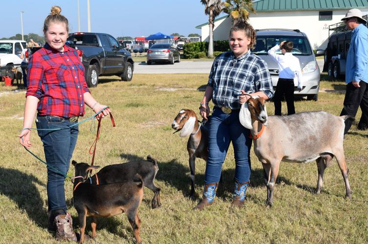 Rabbits, chickens, goats galore! | News Archives | yoursun.com