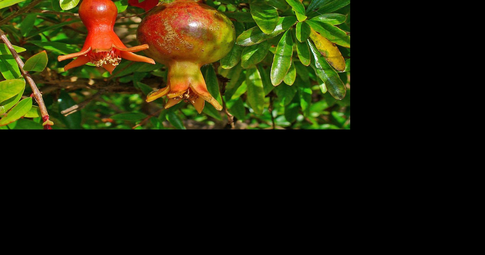 Pomegranate holds promise for Florida growers | News Archives | yoursun.com