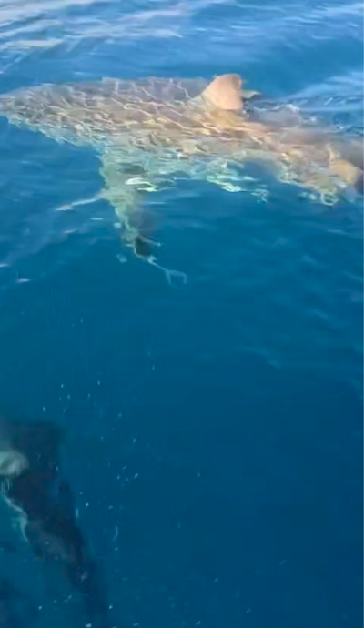 WITH VIDEO: Getting cut off by a great white shark | News | yoursun.com