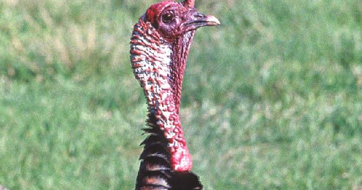 FWC: Faked turkey hunts draw fraud charges | Port Charlotte News ...