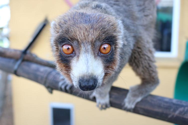 Special day to see lemurs in Myakka City | News Archives | yoursun.com