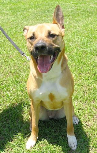 AWL Pets of the Week | News Archives | yoursun.com