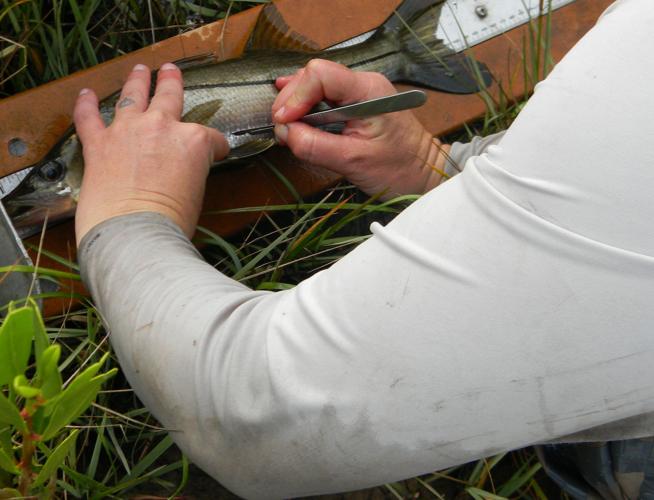 Talking tarpon: Bonefish & Tarpon Trust work to restore habitats | News ...