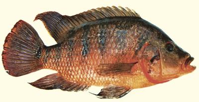 fish profile • mayan cichlid | Waterline | yoursun.com