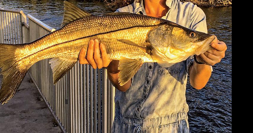 Here, snooky, snooky, snooky! | Waterline | yoursun.com