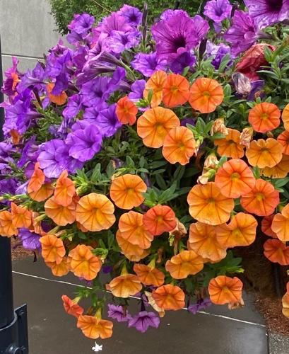 Superbells coral sun adds warmth to garden with flaming color | Daily ...