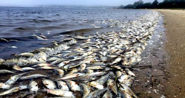 New study to gauge economic impact of red tide | The Daily Sun ...