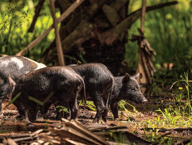 Go hog wild for wild pork | Waterline | yoursun.com