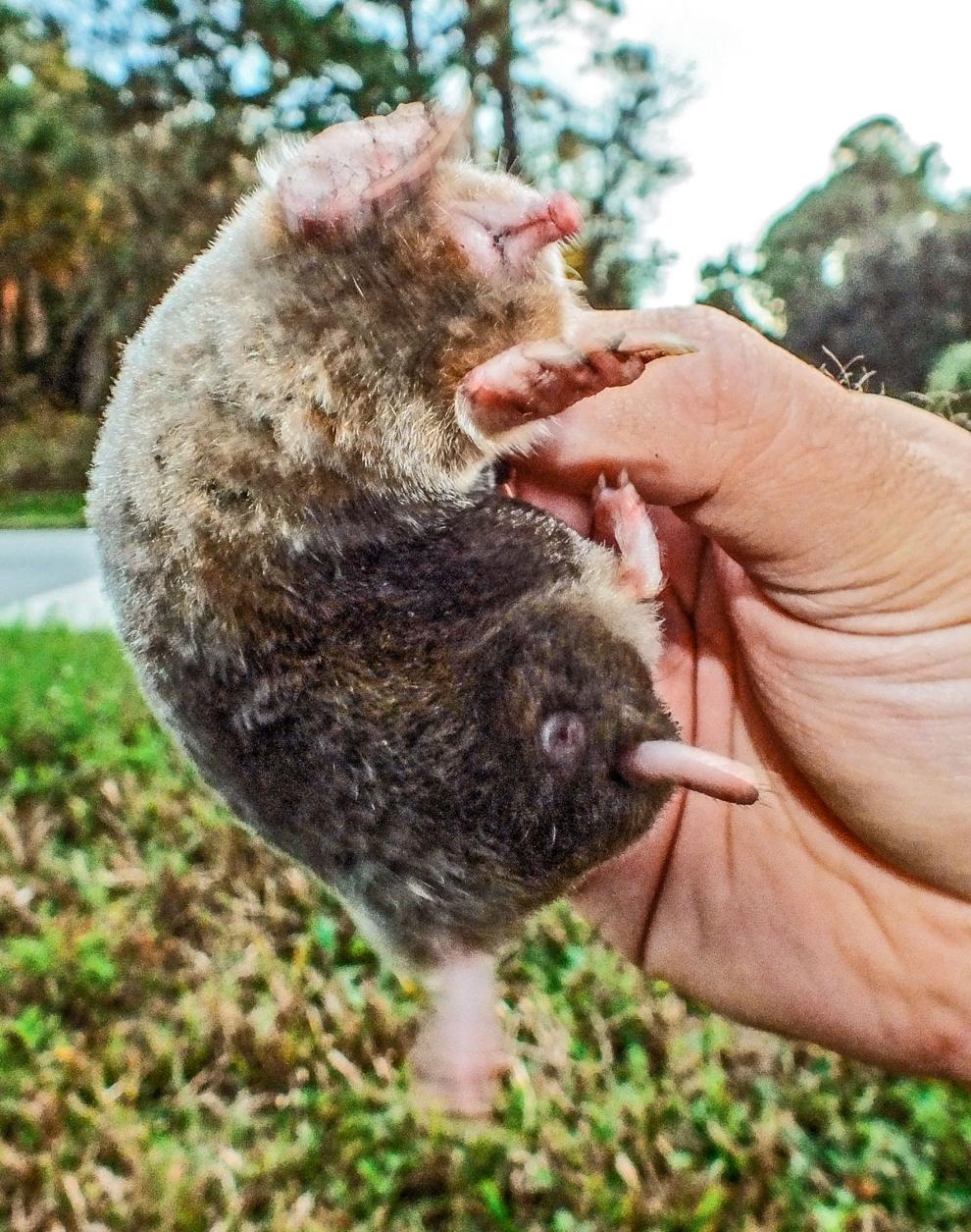 The day I learned moles have teeth | Waterline | yoursun.com