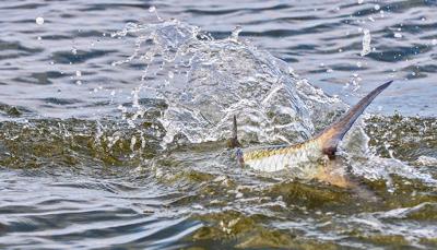 The life of a part-time tarpon god | Waterline | yoursun.com
