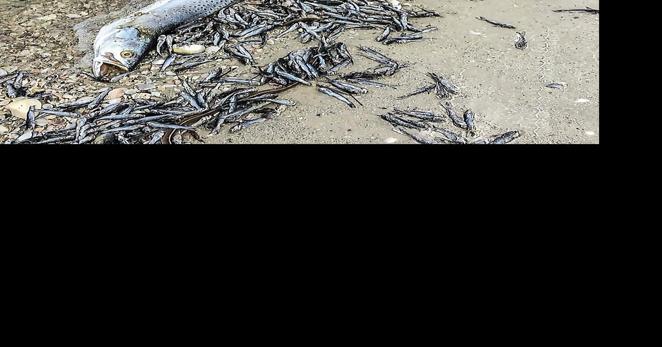 Red tide FAQ | Waterline | yoursun.com