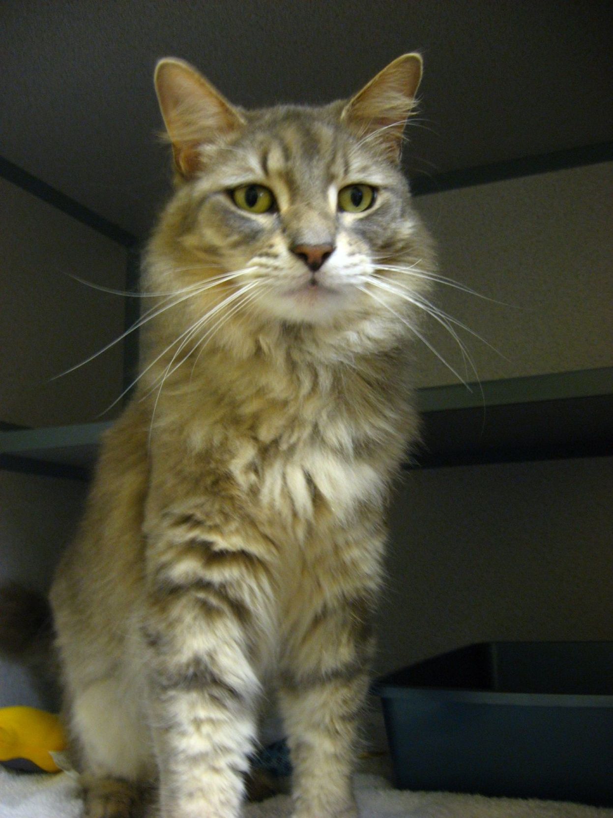 AWL pets of the week | News Archives | yoursun.com
