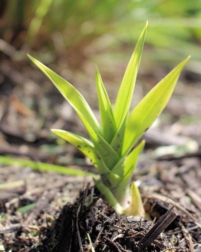 COLUMN: Invasive orchids still have a foothold in Charlotte County ...