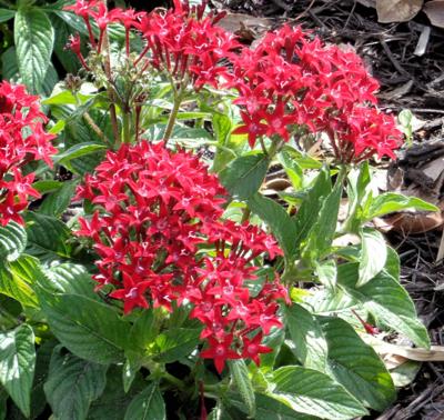 Column: Perennial pentas perform year-round | Port Charlotte News ...