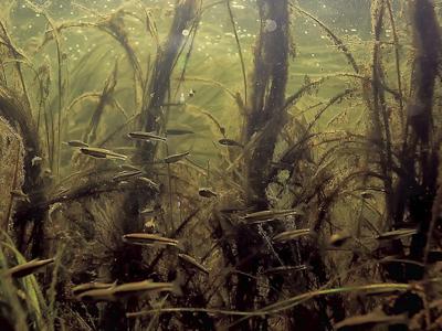 The value of a fish | Waterline | yoursun.com