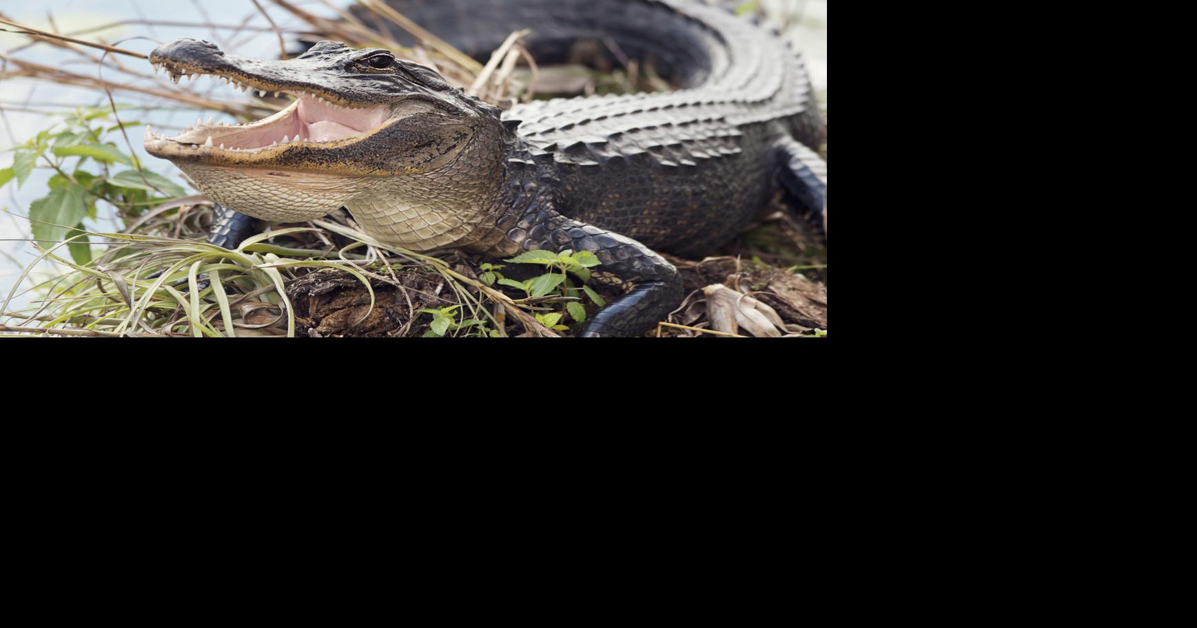 Spotting a gator | Daily Break | yoursun.com