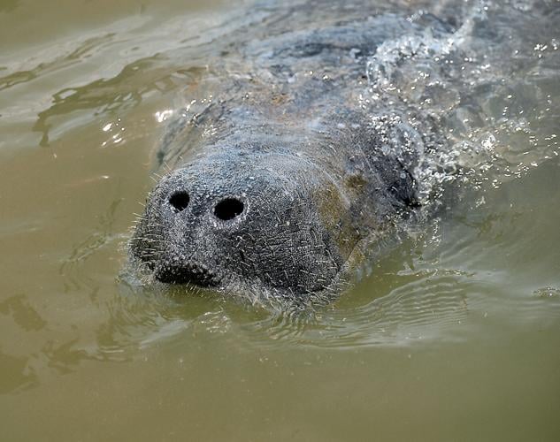 Manatees enduring cold and other life threats | News | yoursun.com