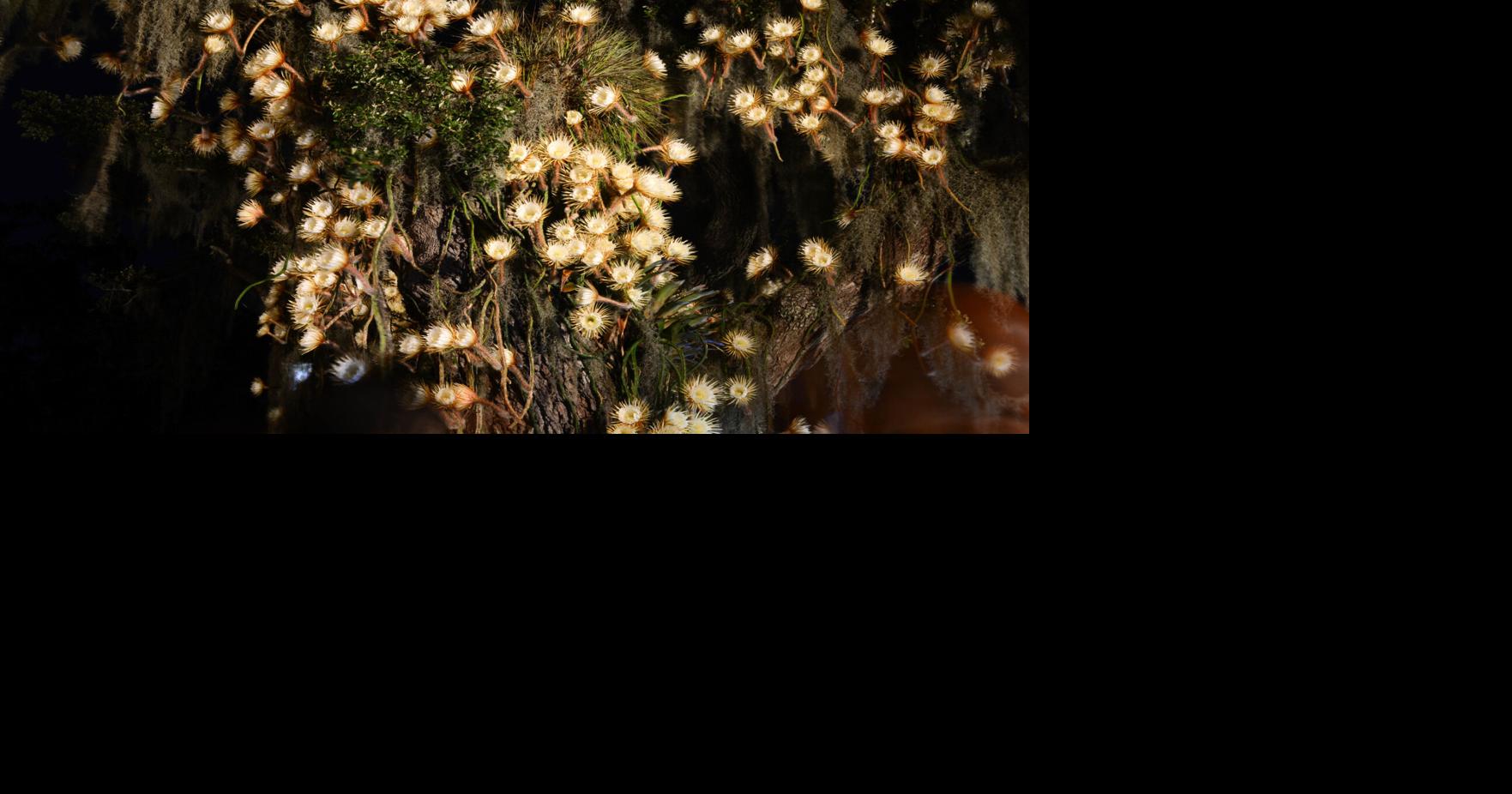 It's blooming time. Tonight is your only night to see it | News ...