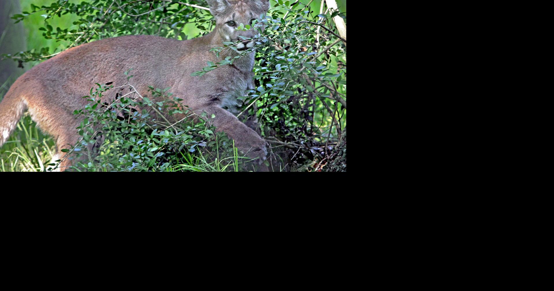 The Florida panther could go extinct if this toll road is built, emails ...