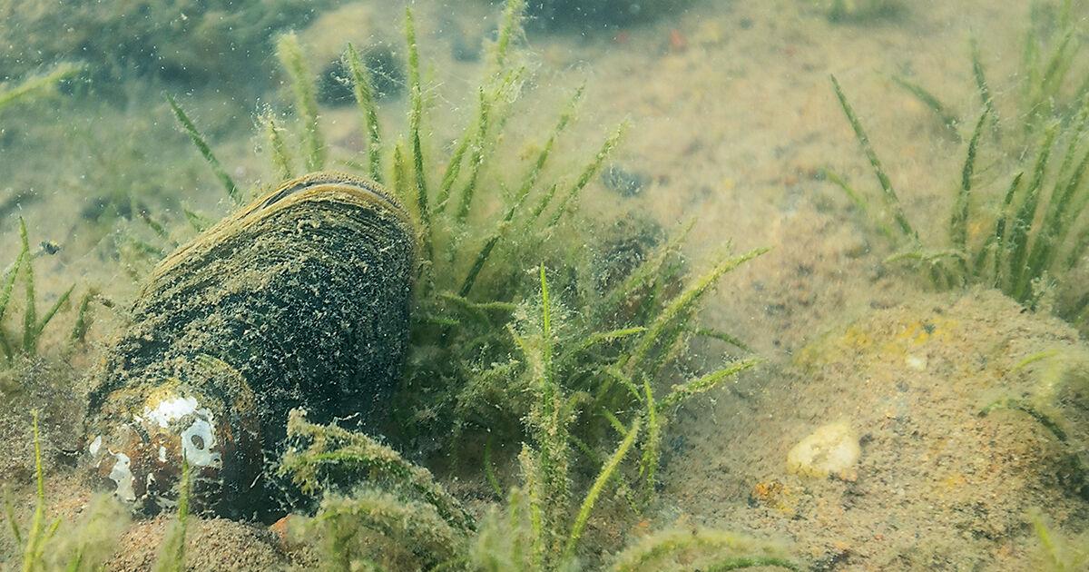 Fish the shell bars | Waterline | yoursun.com