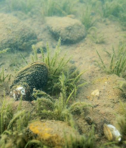 Fish the shell bars | Waterline | yoursun.com