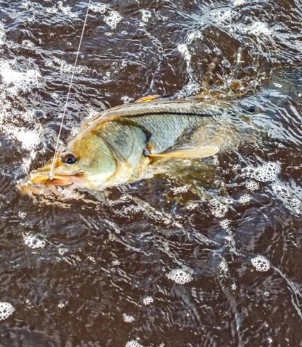 FWC extends catch-and-release for snook | News | yoursun.com