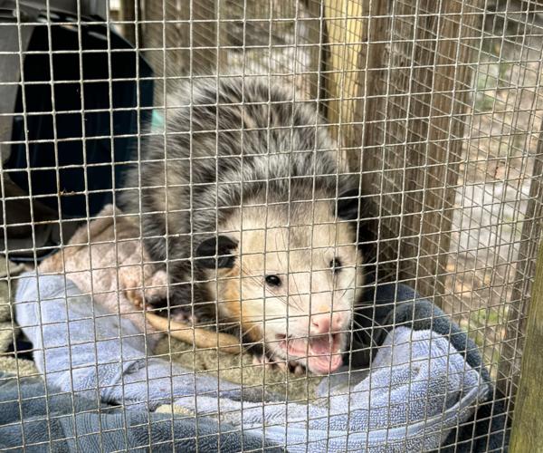 Wildlife Center celebrates 20 years of rehabilitation | News | yoursun.com