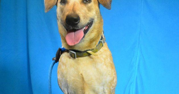 AWL Pet of the Week | News Archives | yoursun.com