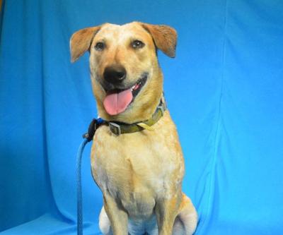 AWL Pet of the Week | News Archives | yoursun.com