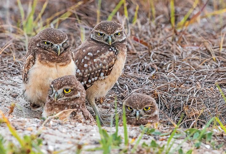 Placida’s burrowing owls | Waterline | yoursun.com