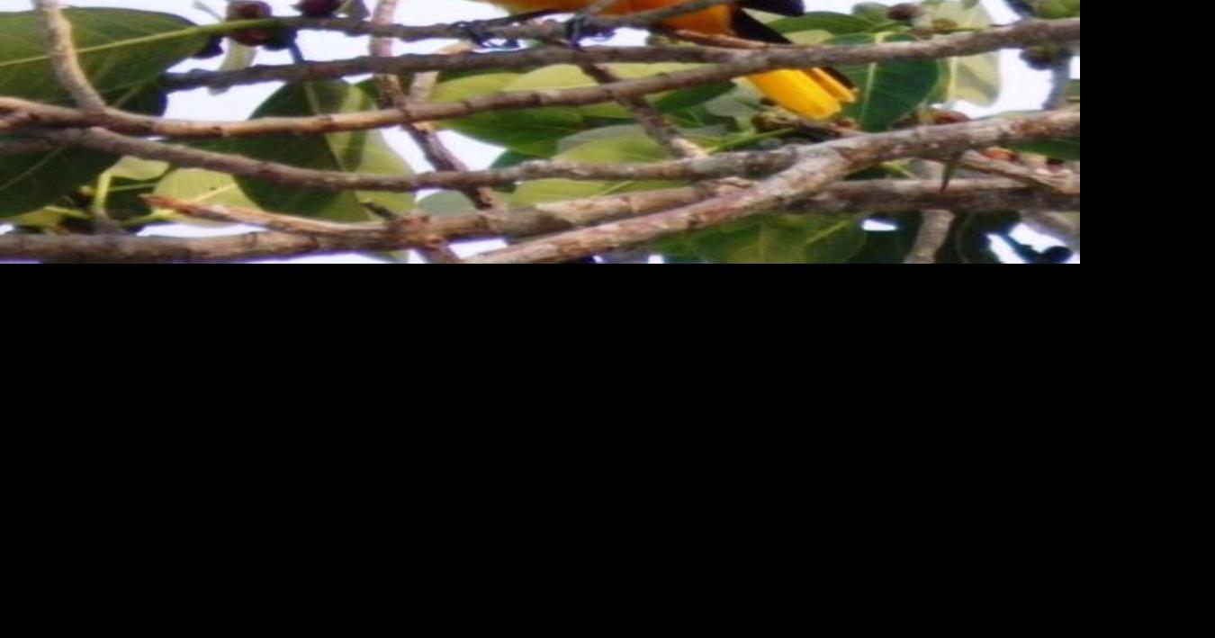 ‘Fallout’ boosts bird sightings | News Archives | yoursun.com