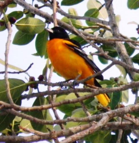 ‘Fallout’ boosts bird sightings | News Archives | yoursun.com
