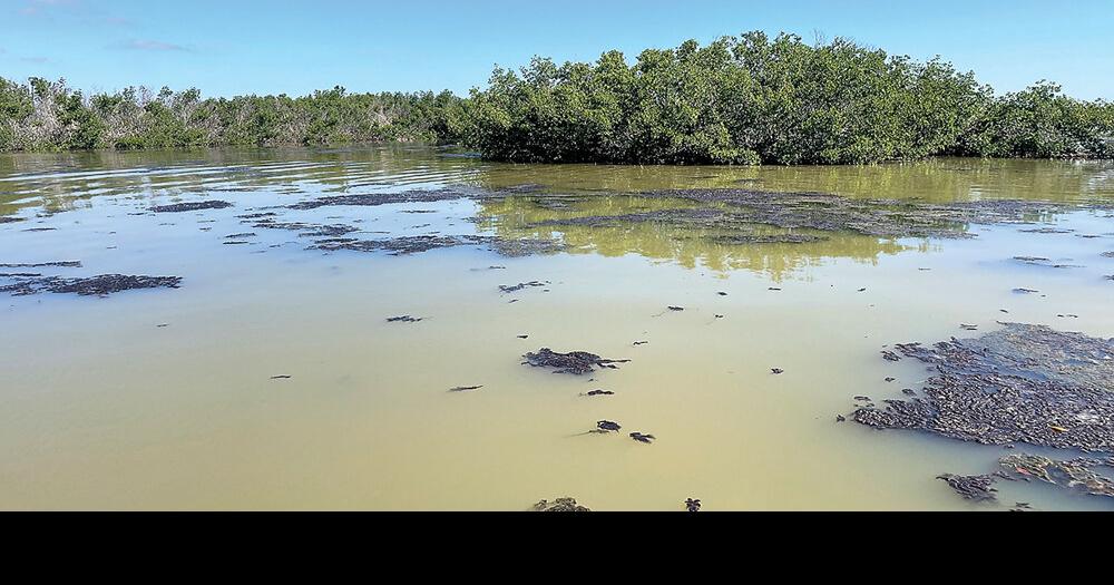 Oh, poop! Is that what I think it is? | Waterline | yoursun.com
