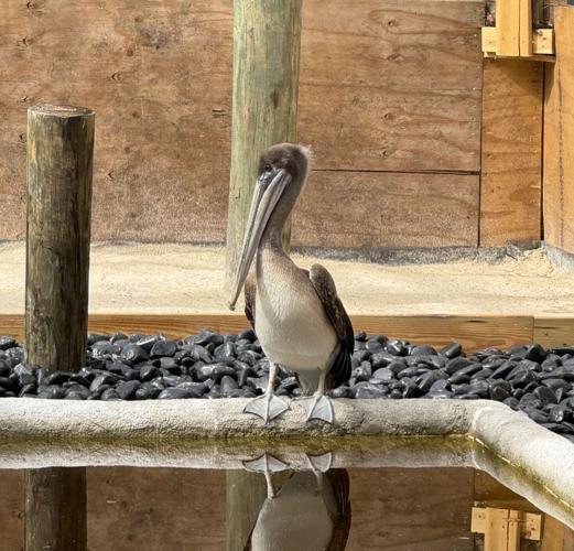 Wildlife Center celebrates 20 years of rehabilitation | News | yoursun.com