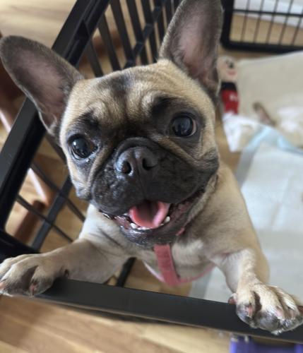 Fire Rescue team rescues Muffin, the French bulldog | Port Charlotte ...
