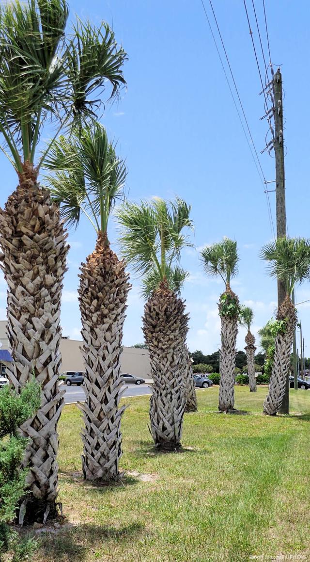 Column: Be careful when pruning palm trees | Port Charlotte News ...