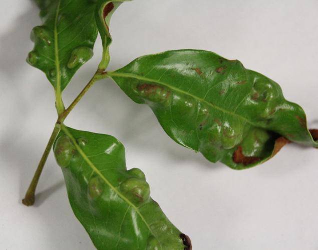 This mite is tiny but mighty | Daily Break | yoursun.com