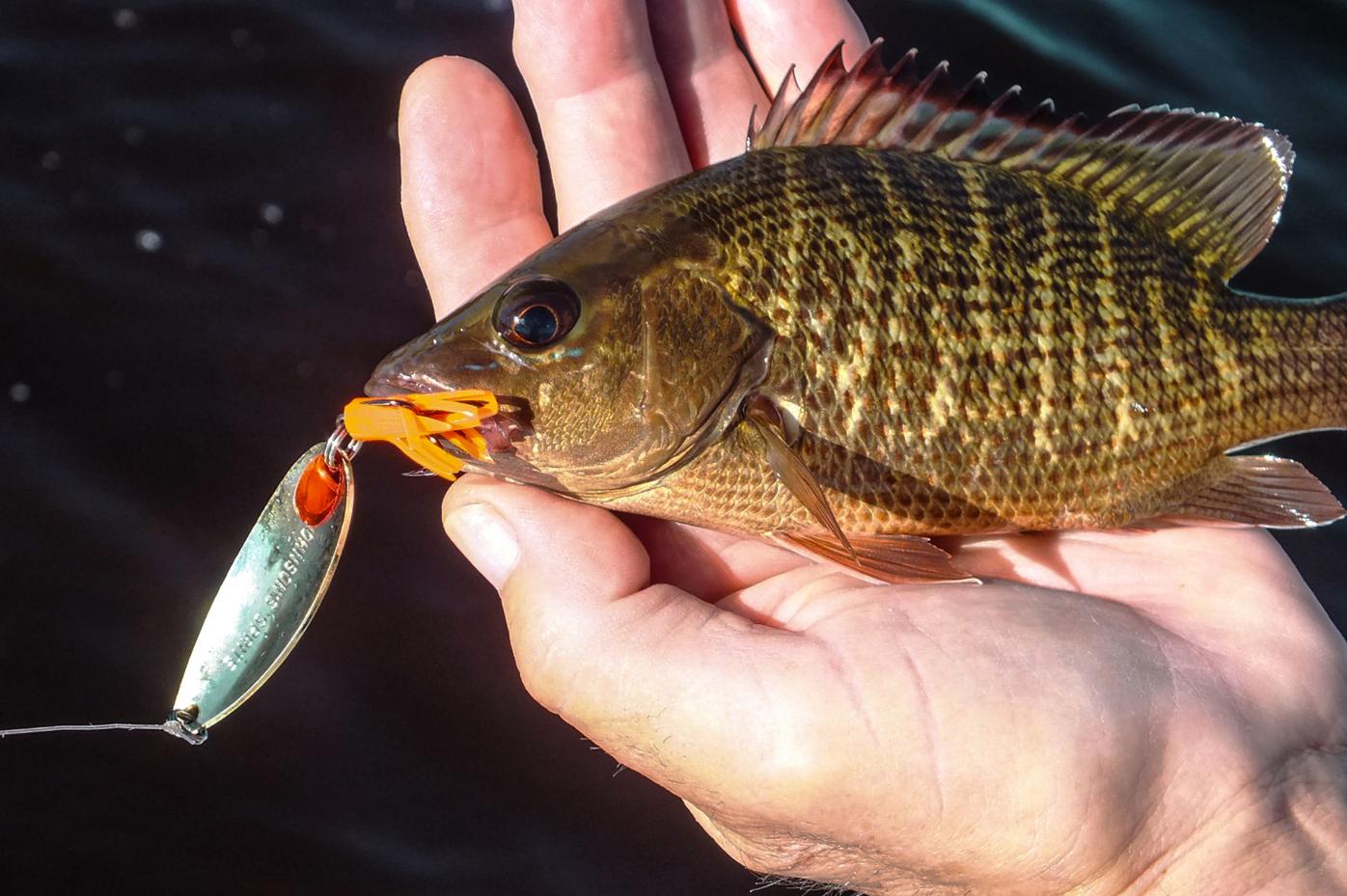 Saltwater panfish | Waterline | yoursun.com