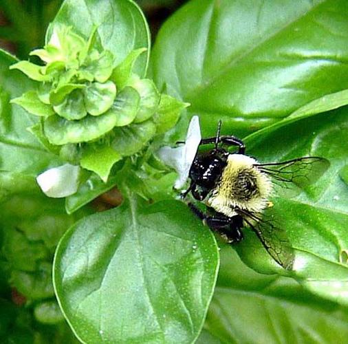 Meet our hardworking honeybee | News | yoursun.com