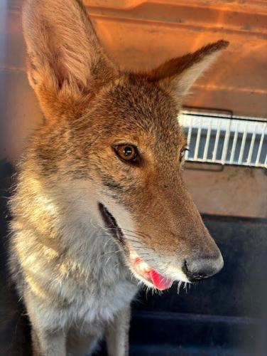 'Grow up coyote': Wildlife Center of SWFL successfully rehabilitates a ...