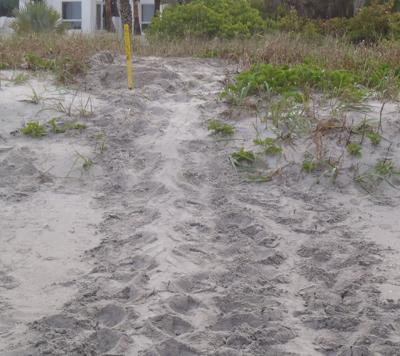 First loggerhead nest of the season | News Archives | yoursun.com
