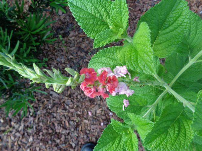 Pink is the new blue … for porterweed | News Archives | yoursun.com
