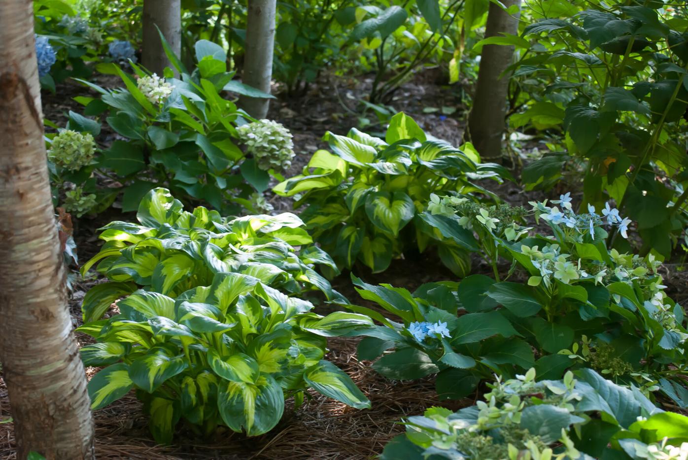 These hosta champions are stunning garden additions | Daily Break ...