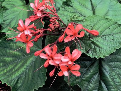 COLUMN: Glory in the garden | Port Charlotte News | yoursun.com